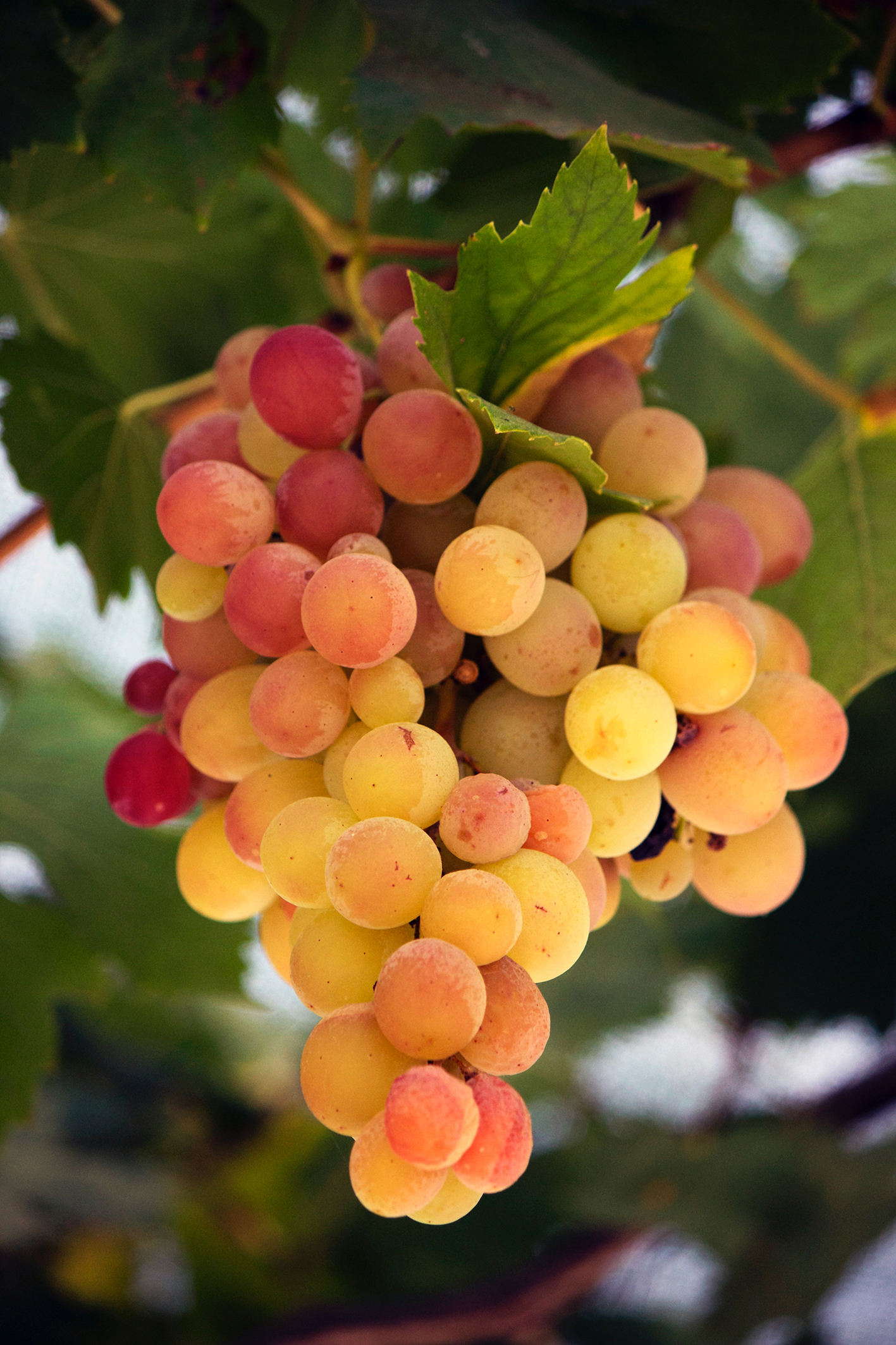 Foods With Natural SPF Properties - Ravish Magazine