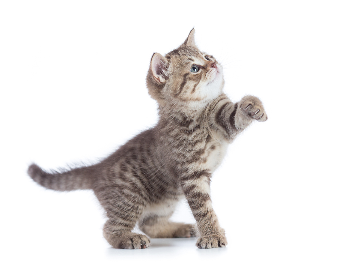 The Kitten Care Guide: Top Tips For New Pet Owners - Ravish Magazine