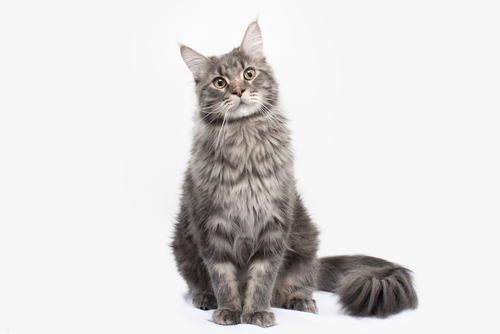 The Keys to Cat Training and Top Notch Cat Care - Ravish Magazine