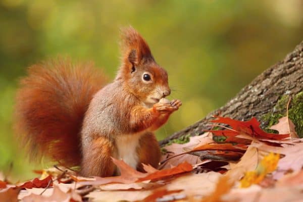 Wildlife to lookout for as spring comes around - Ravish Magazine