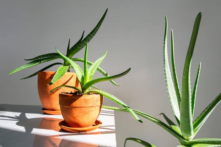 Plants That Represent Strength and Empowerment - Ravish Magazine