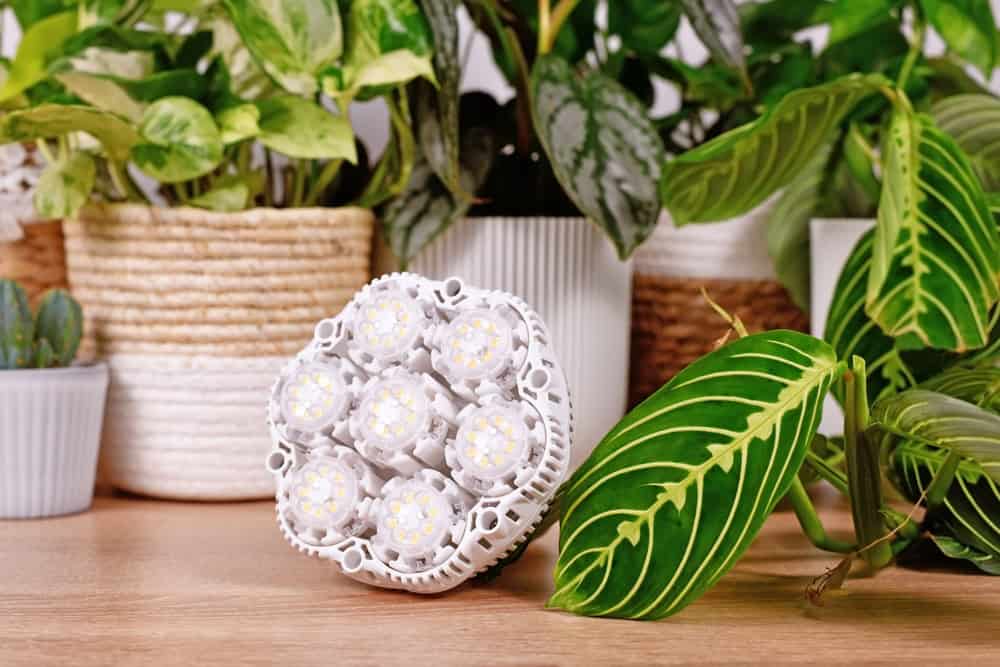 Can You Use Regular LED Bulbs as Grow Lights? The Truth Explained ...