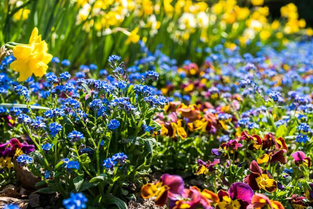 The Most Popular Plants in the UK in 2025, According to Gardening ...
